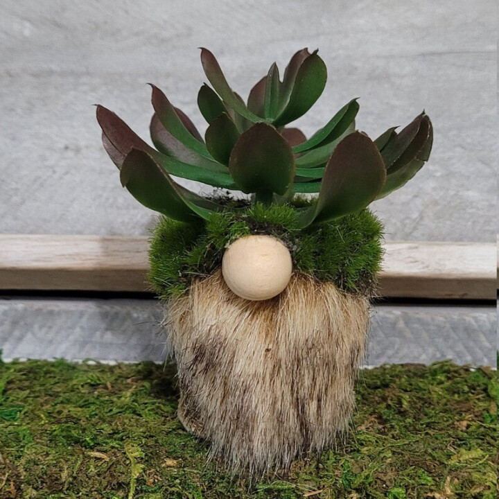 Companion Succulent Gnomes