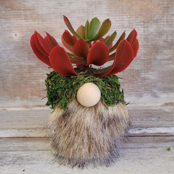 Companion Succulent Gnomes