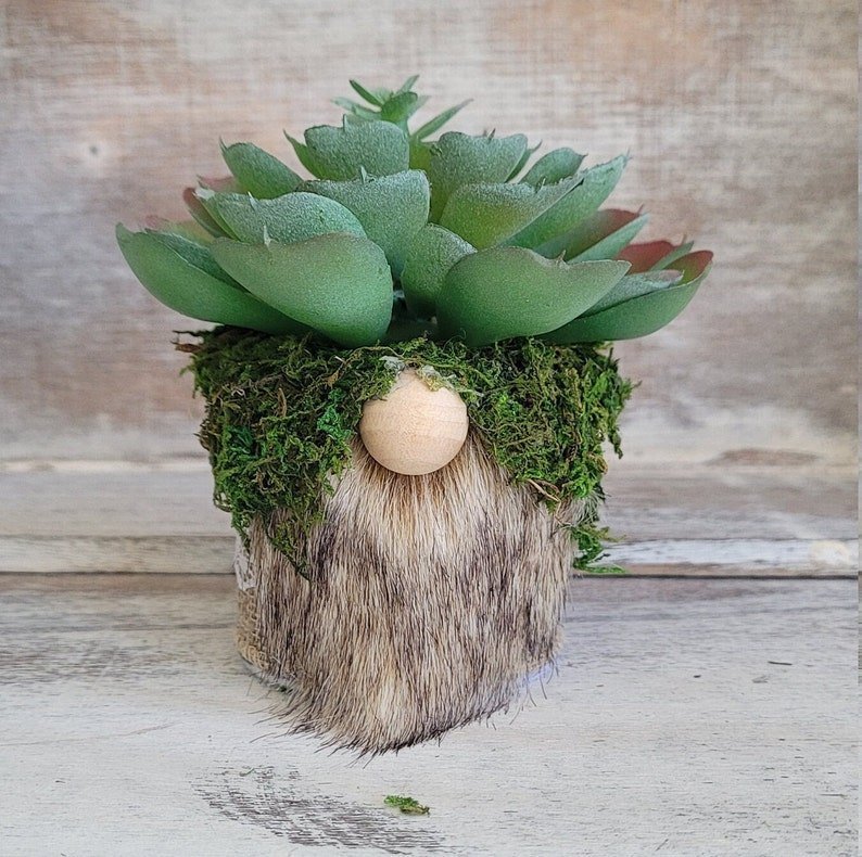 Companion Succulent Gnomes