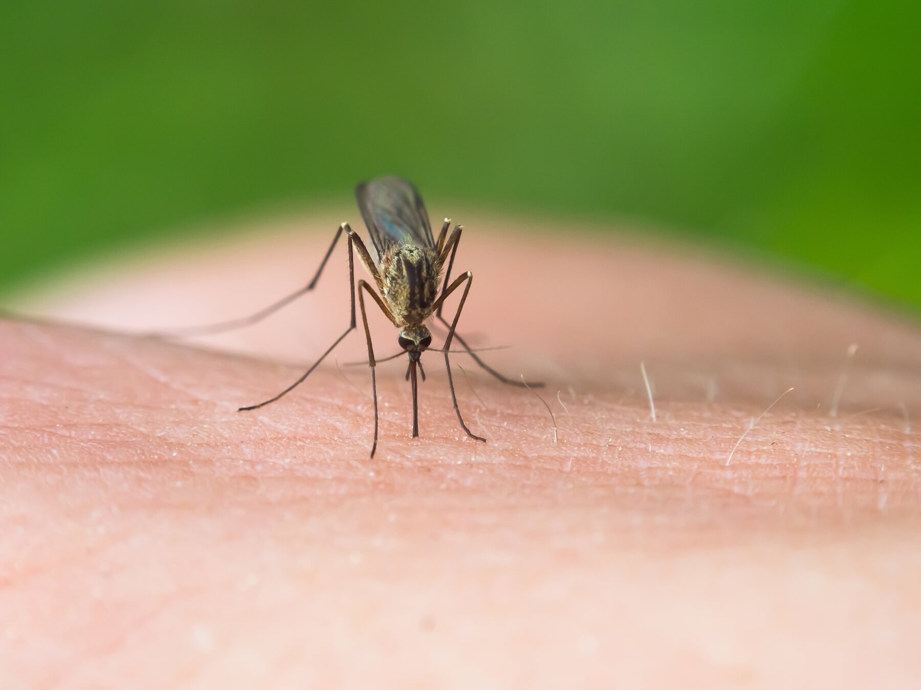 How to Prevent Mosquito Invasion in a Hot Tent