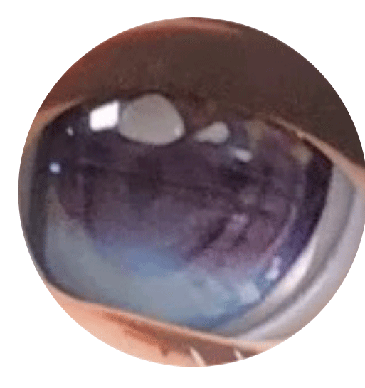 狐の可愛い143身長ダッチワイフ S58凛墨 爆乳sexドール Kカップ